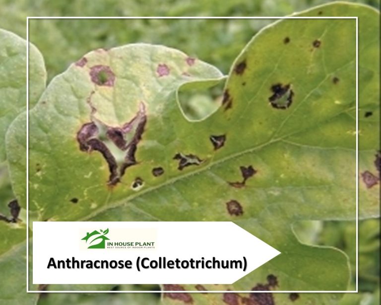 5 Common Malabar Spinach Diseases + True Tips to Control Malabar ...